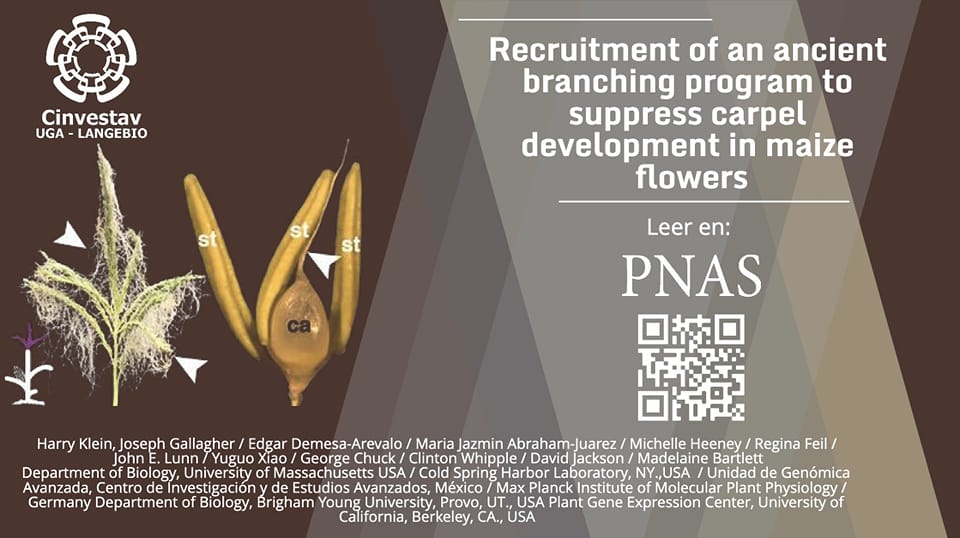 Recruitment Of An Ancient Branching Program To Suppress Carpel Development In Maize Flowers